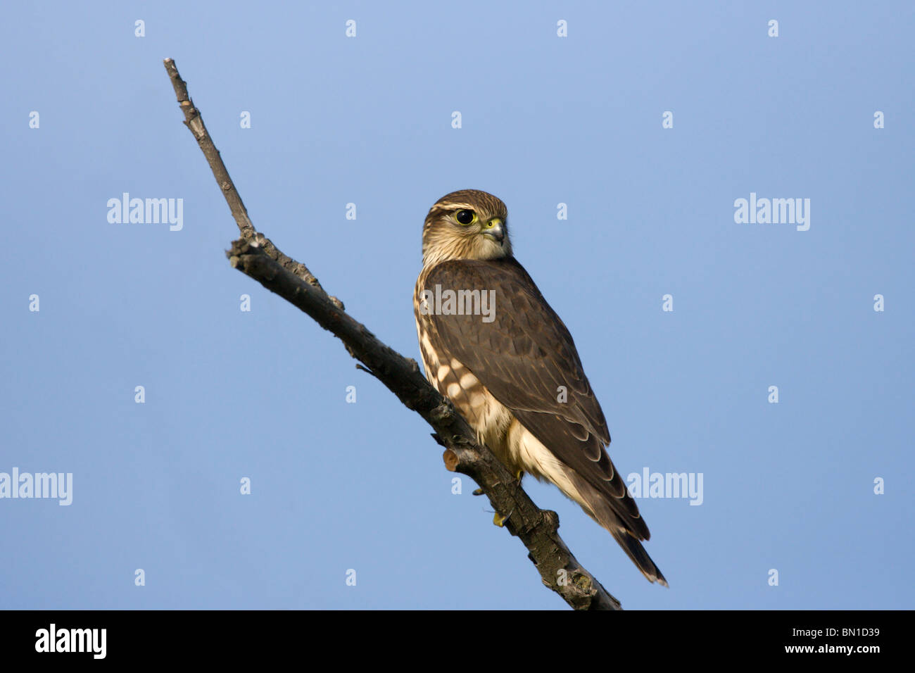 Merlin Adult Female "Taiga" form Stock Photo - Alamy