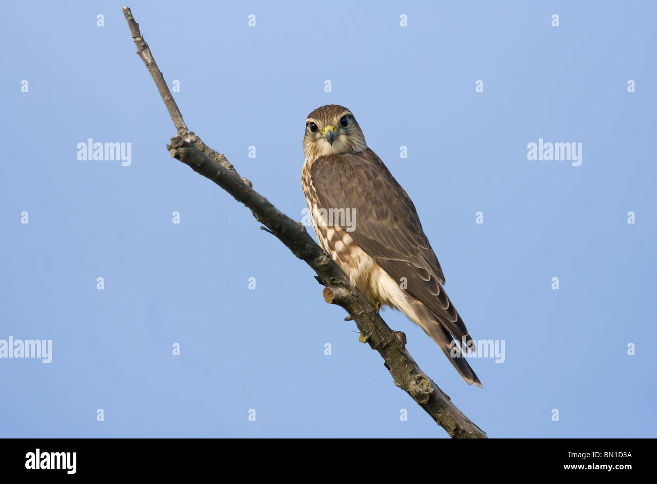 Merlin bird flying hi-res stock photography and images - Alamy