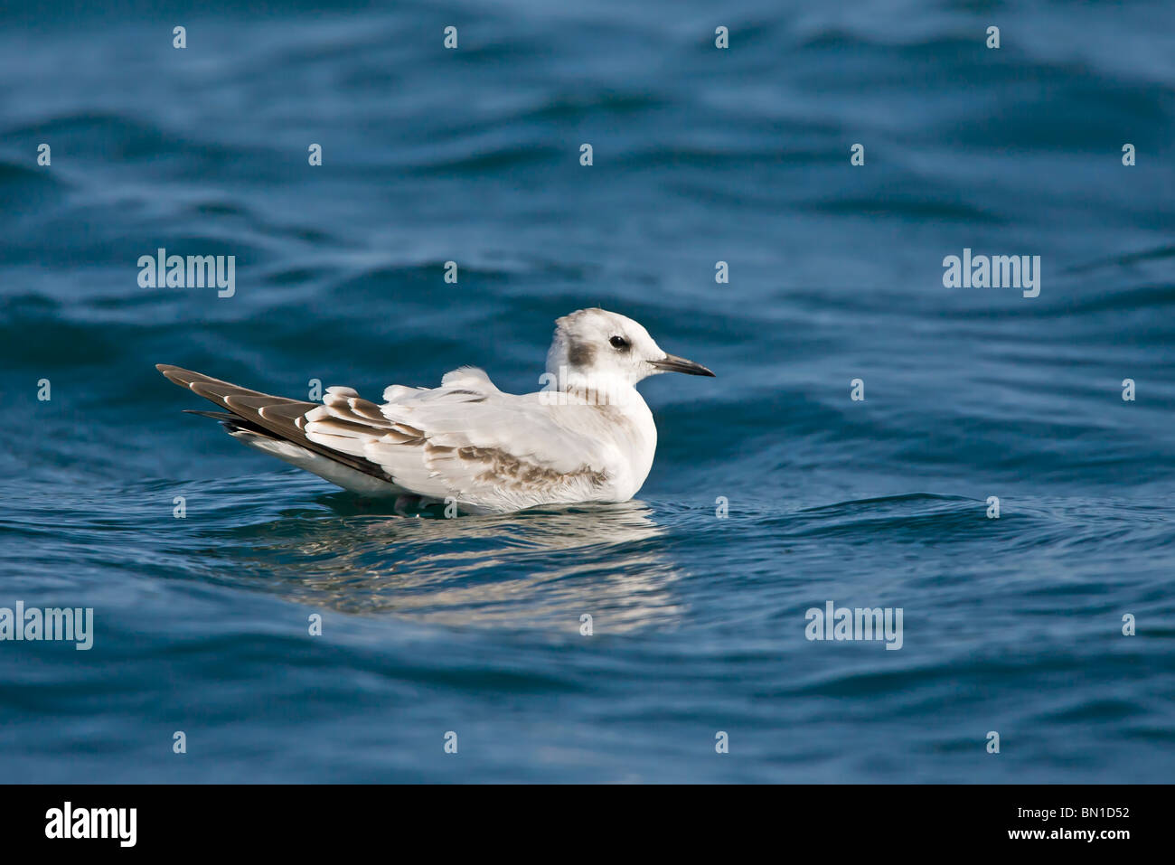Bonaparte's Gull first winter plumage Stock Photo - Alamy