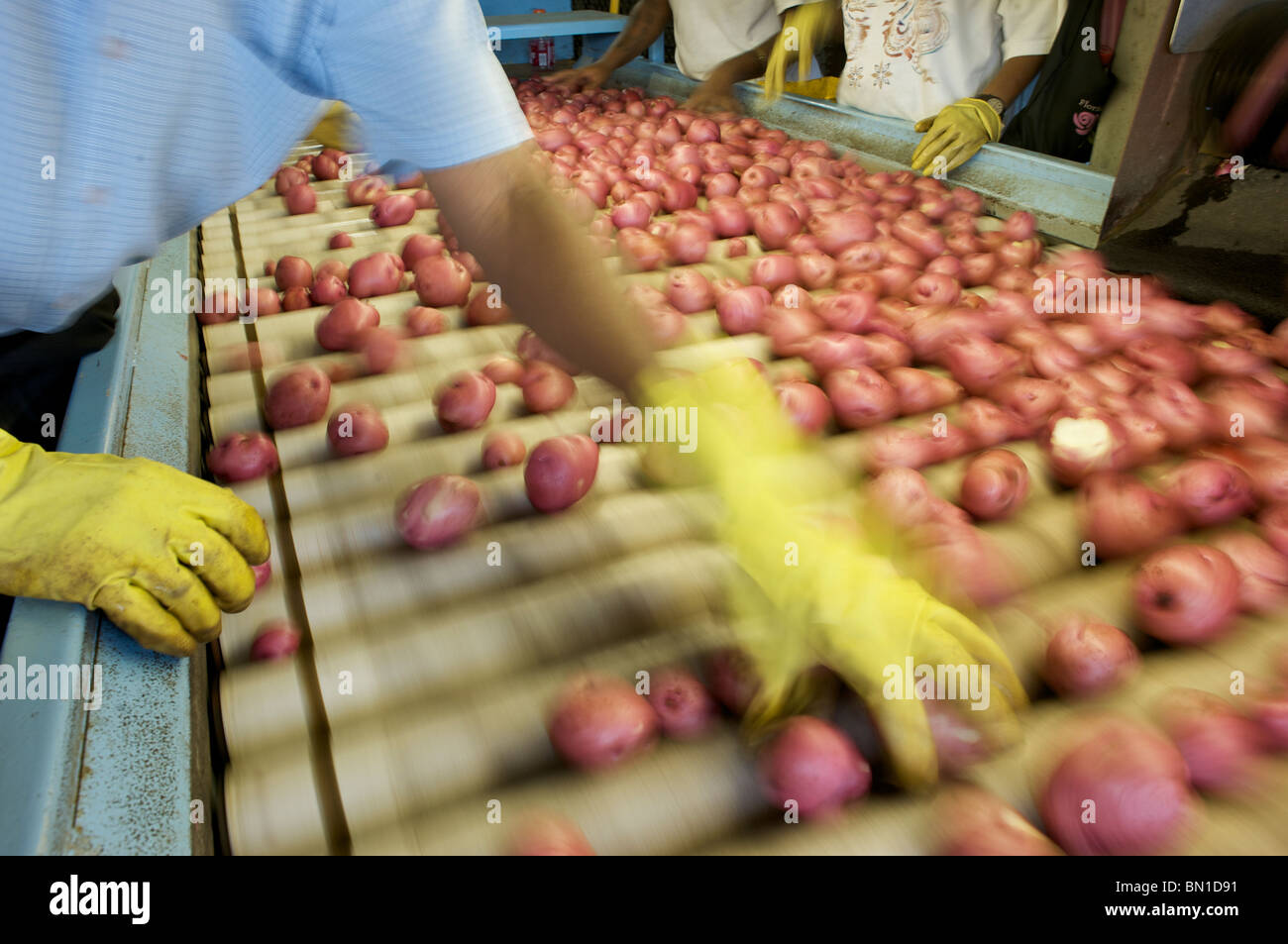 Potato grading hi-res stock photography and images - Alamy