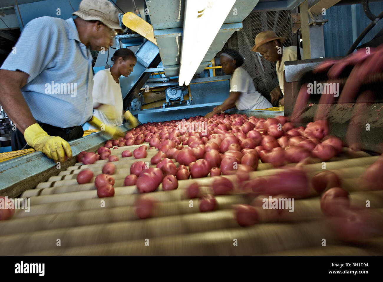 Grading potatoes.Florida, USA Stock Photo - Alamy