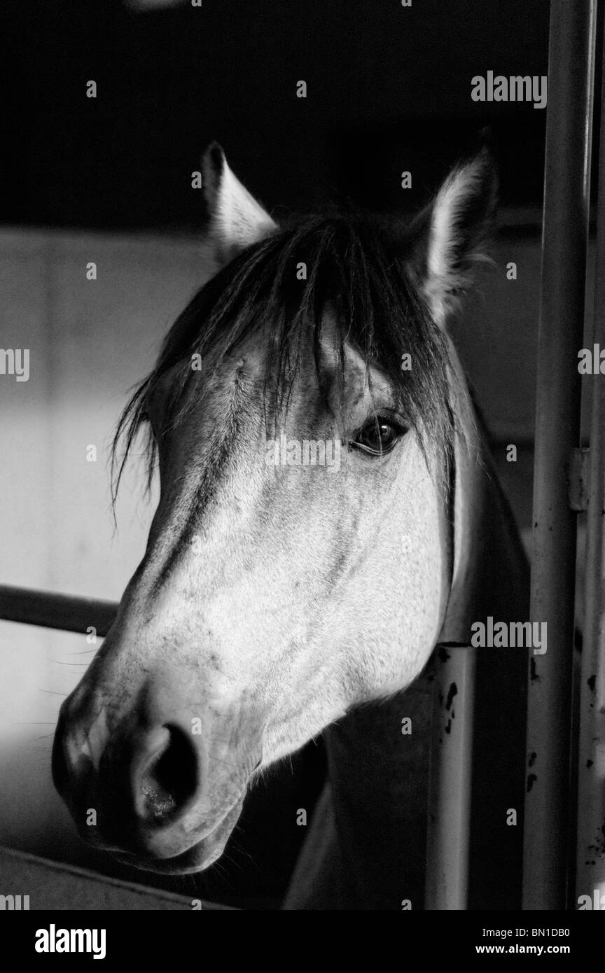 La rural argentina Black and White Stock Photos & Images - Alamy