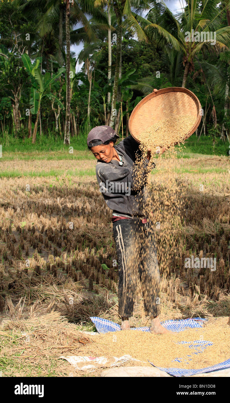 Woman working in the fields during rice harvest, near Ubud, Bali, To ...