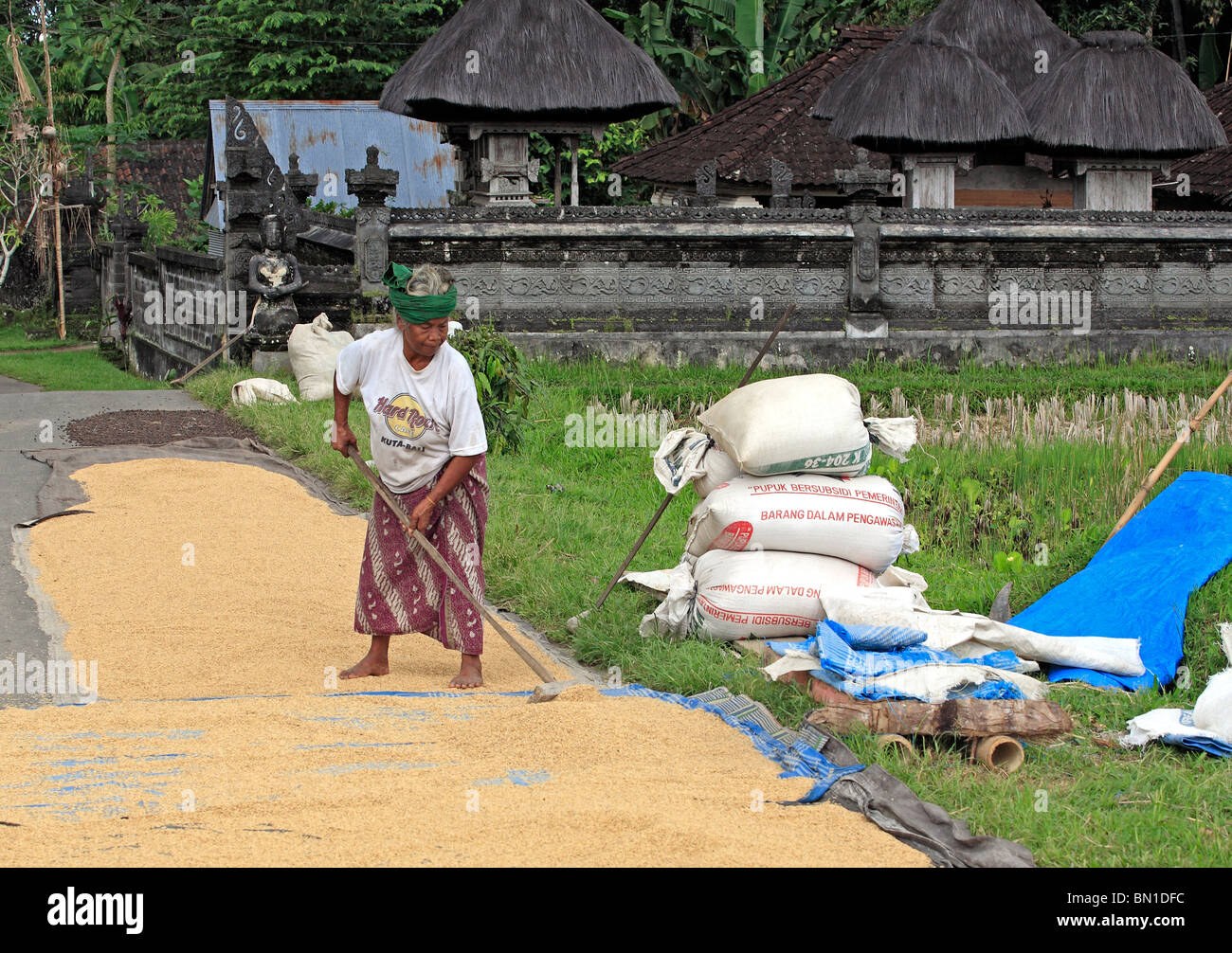Drying out rice hi-res stock photography and images - Alamy