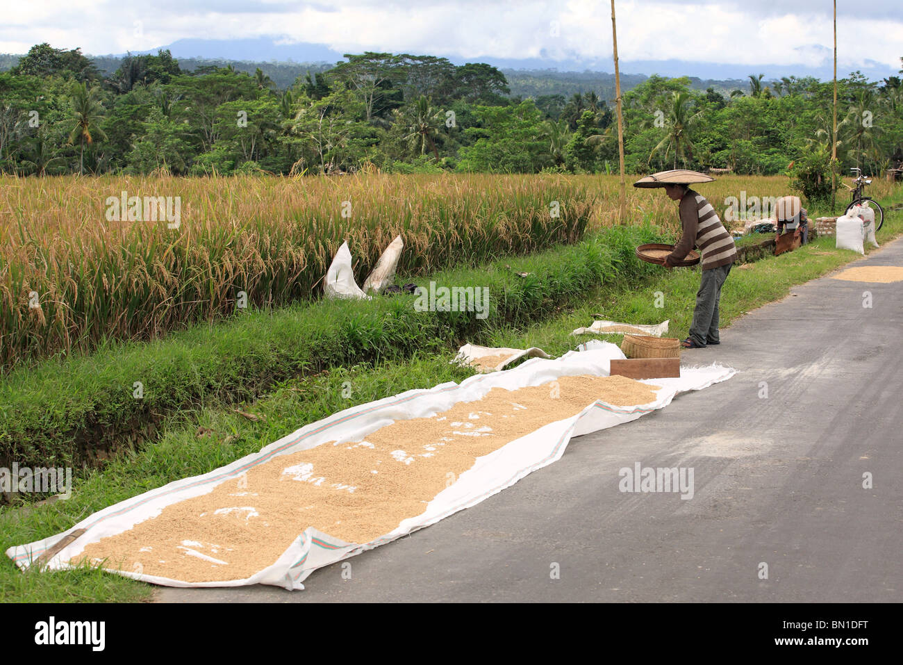 Drying out rice hi-res stock photography and images - Alamy