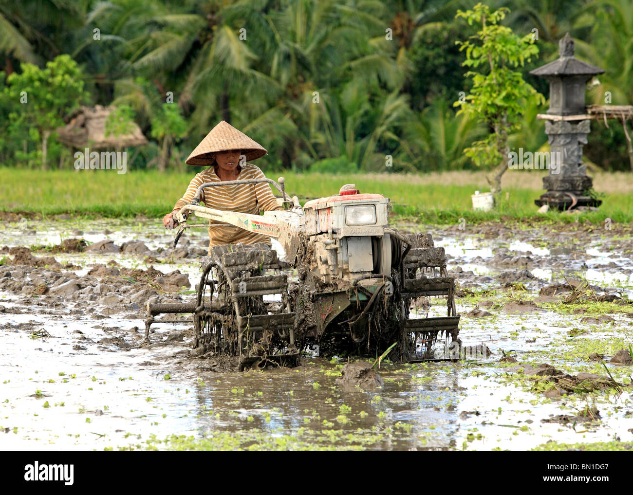 a farmer ploughing a flooded rice paddy, near Ubud, Bali, Indonesia ...