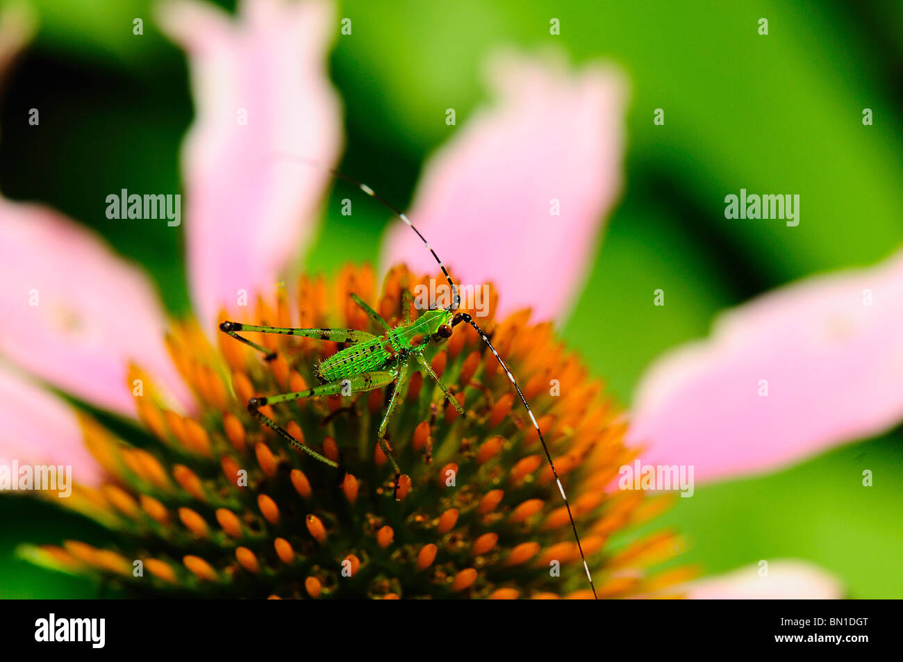 Scudderia texensis hi-res stock photography and images - Alamy