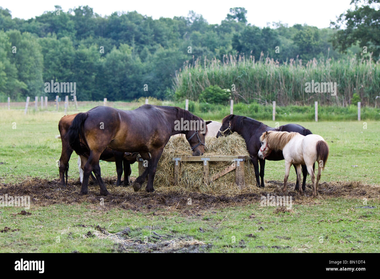 Three horses are eating grass from the manger at the farm Stock Photo ...