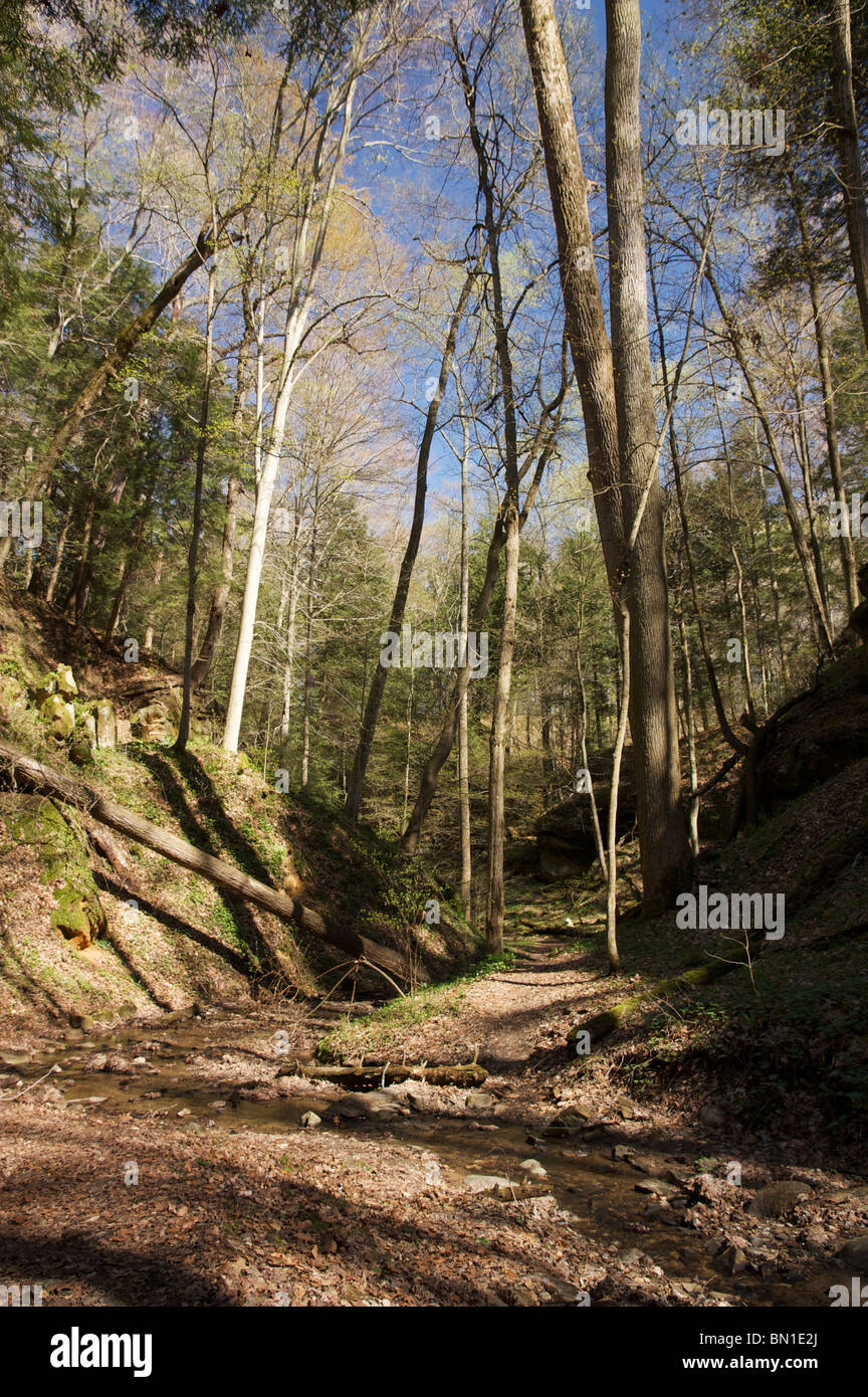 Wooded ravine. Shades State Park, Indiana. Area was known to pioneers ...