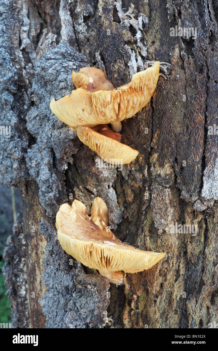 Mushroom or Toadstool type fungi growing on a decaying Banksia tree log ...