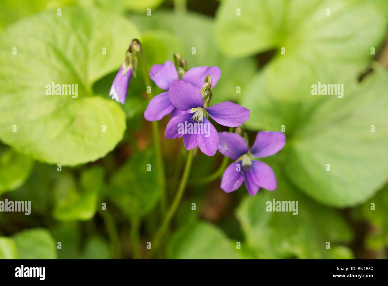 Common blue violet viola sororia hi-res stock photography and images ...