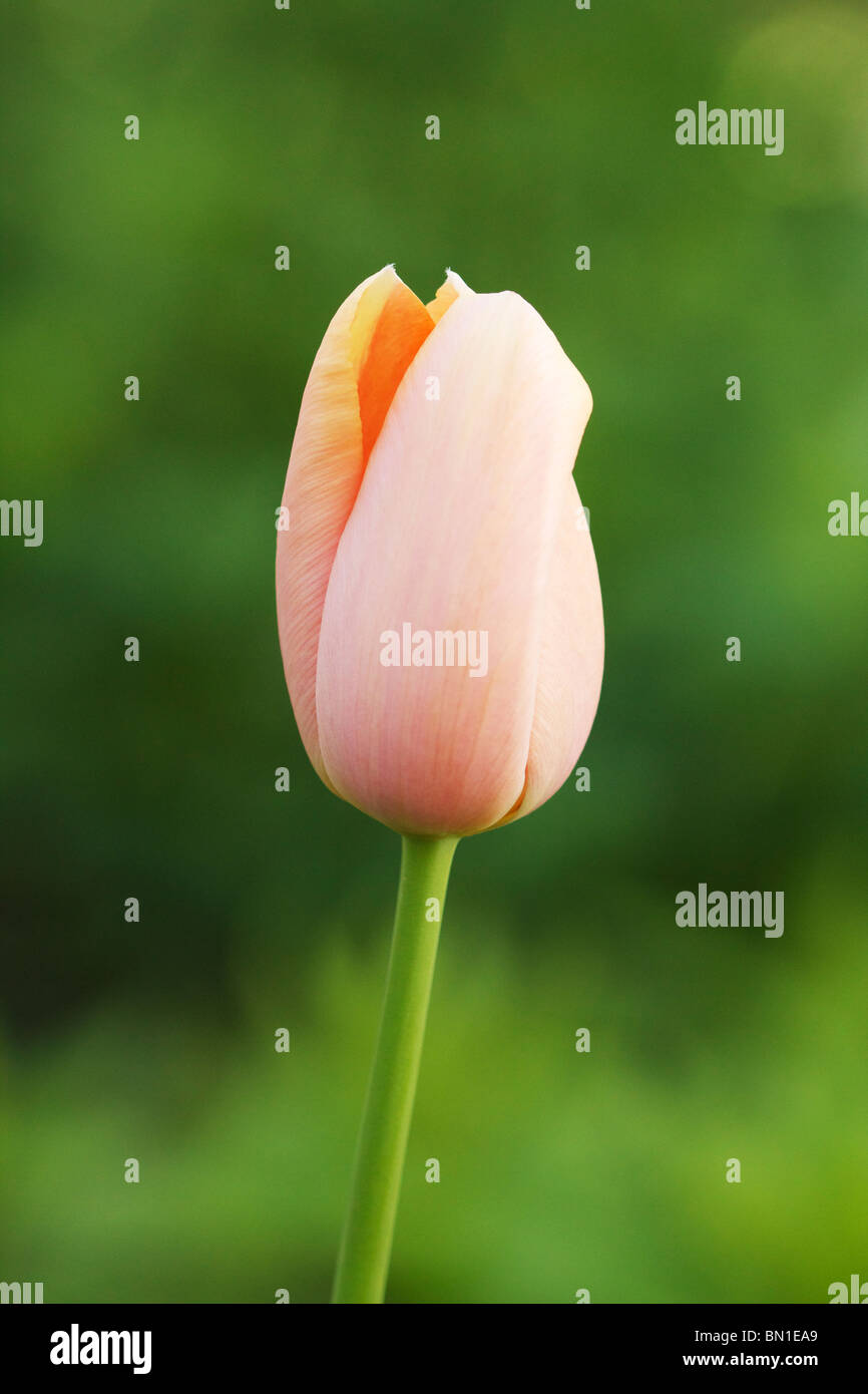Peach colored tulip flower about to open Stock Photo - Alamy