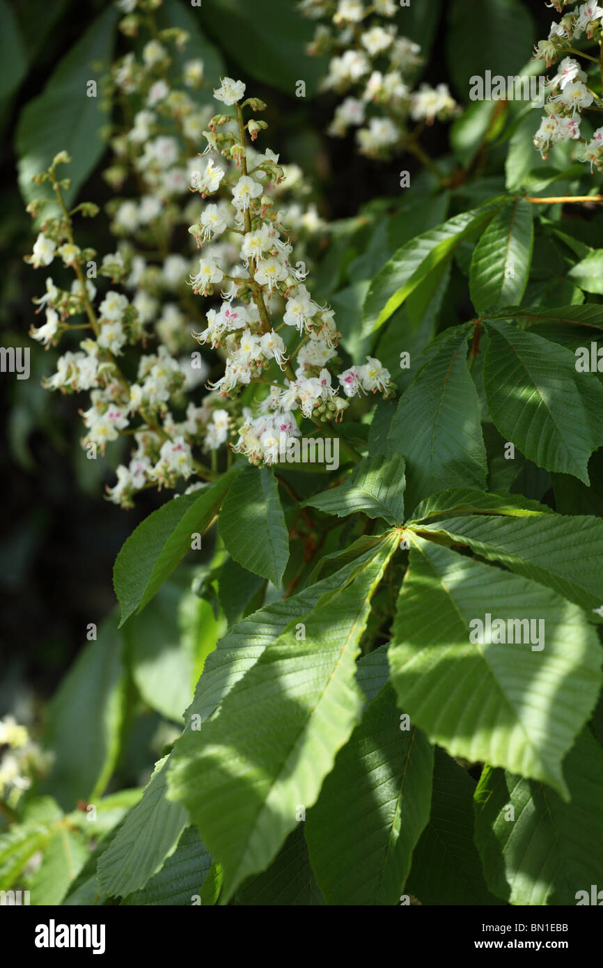 Horse chestnut tree (Aesculus hippocastanum) in bloom, Male Karpaty ...