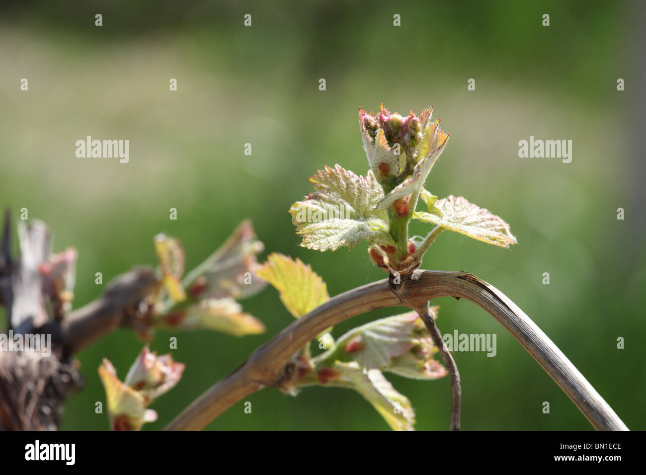 Grapevine bud hi-res stock photography and images - Alamy