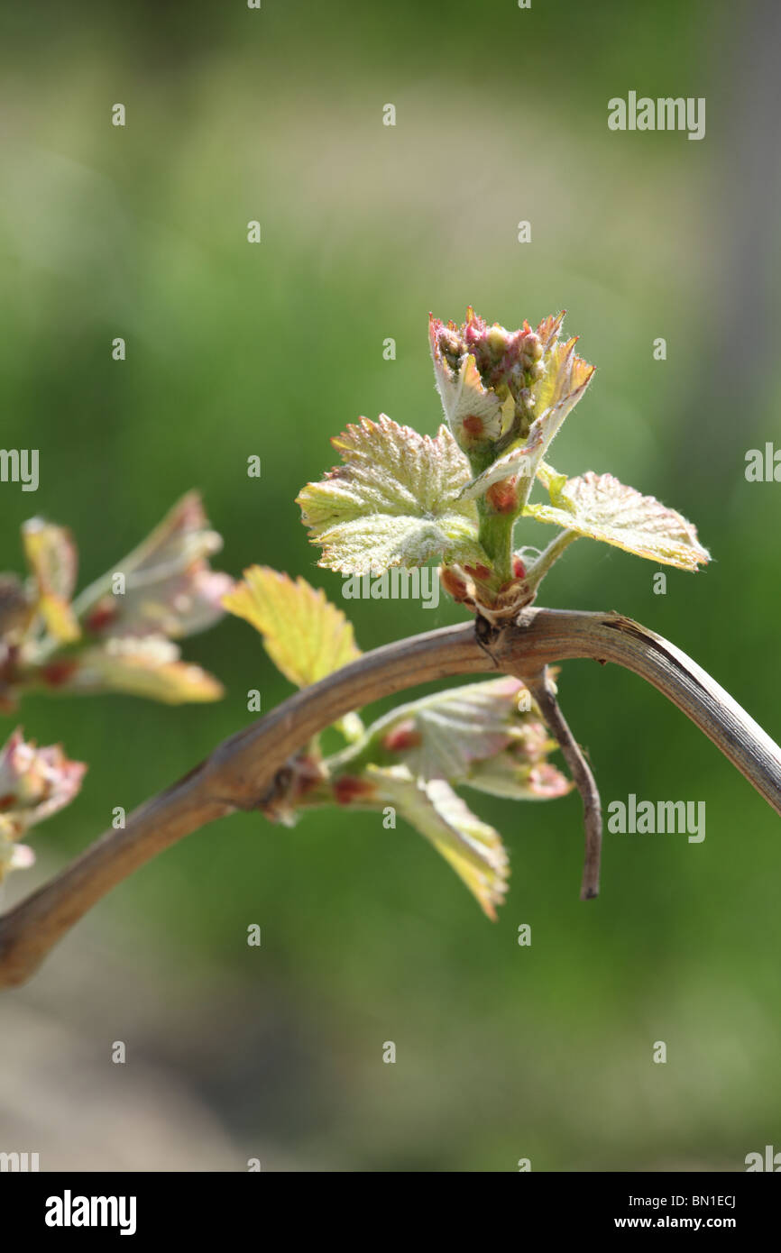 Grapevine Bud Stock Photos & Grapevine Bud Stock Images - Alamy