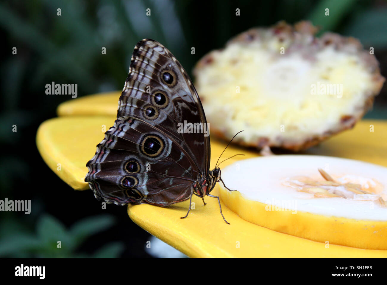 Still butterfly hi-res stock photography and images - Alamy