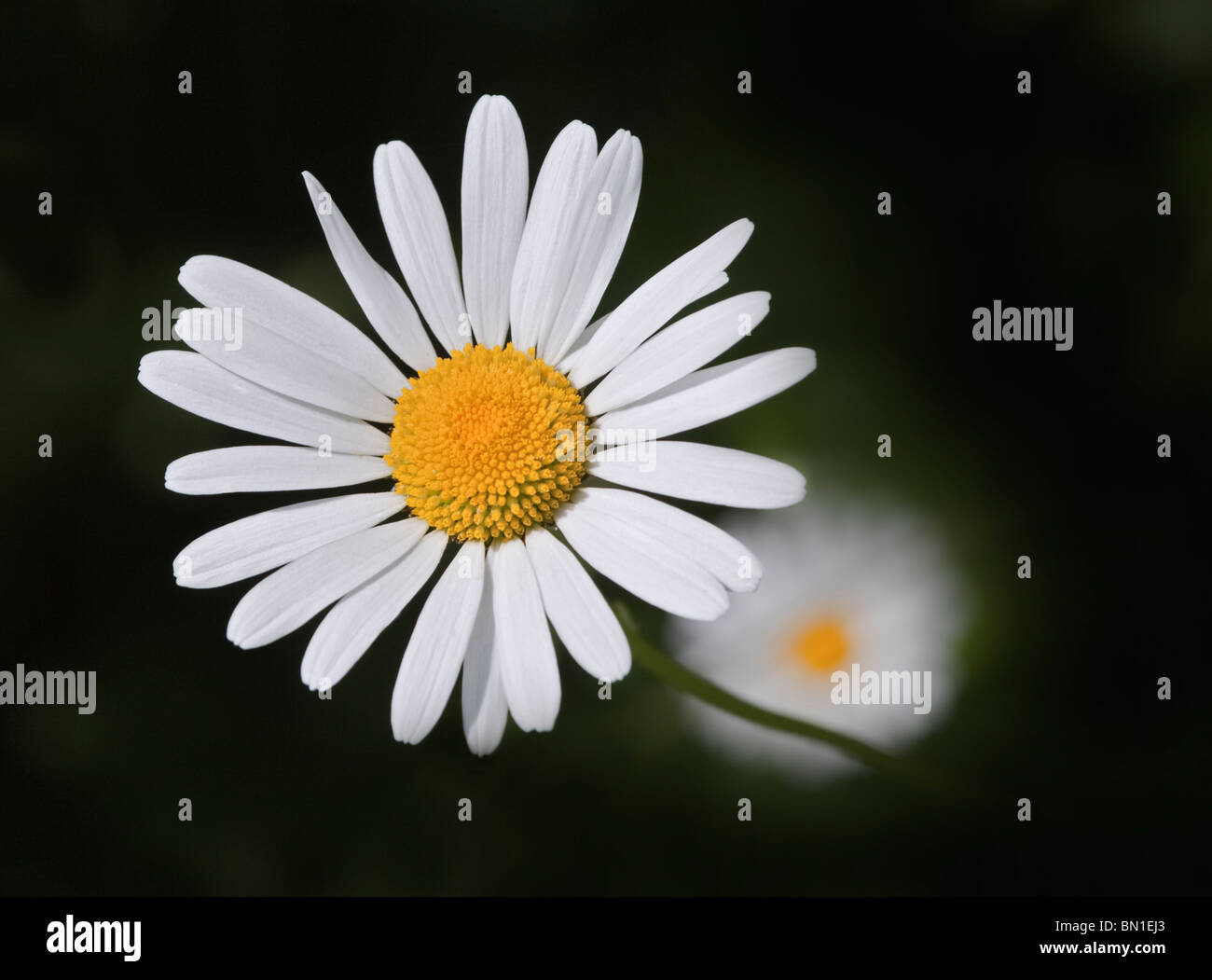 Chamomile blooms hi-res stock photography and images - Alamy