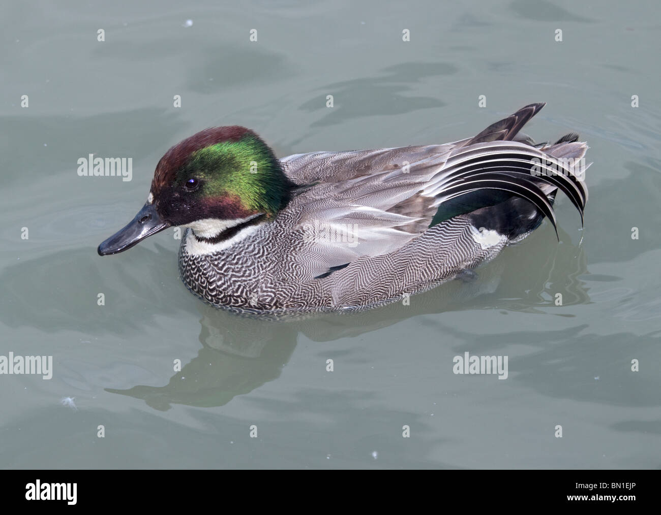 Falcated hi-res stock photography and images - Alamy