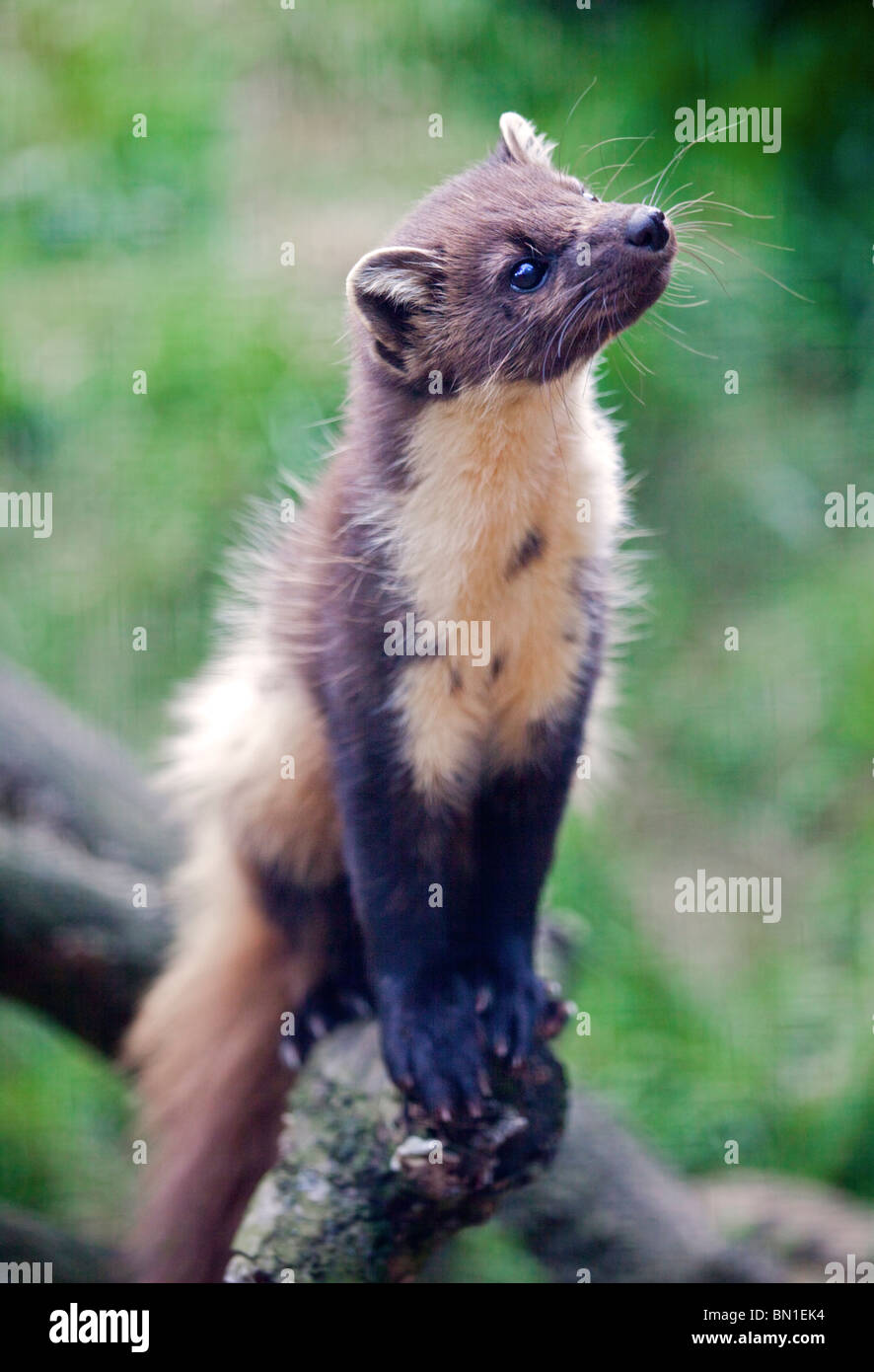 Mustela martes hi-res stock photography and images - Alamy