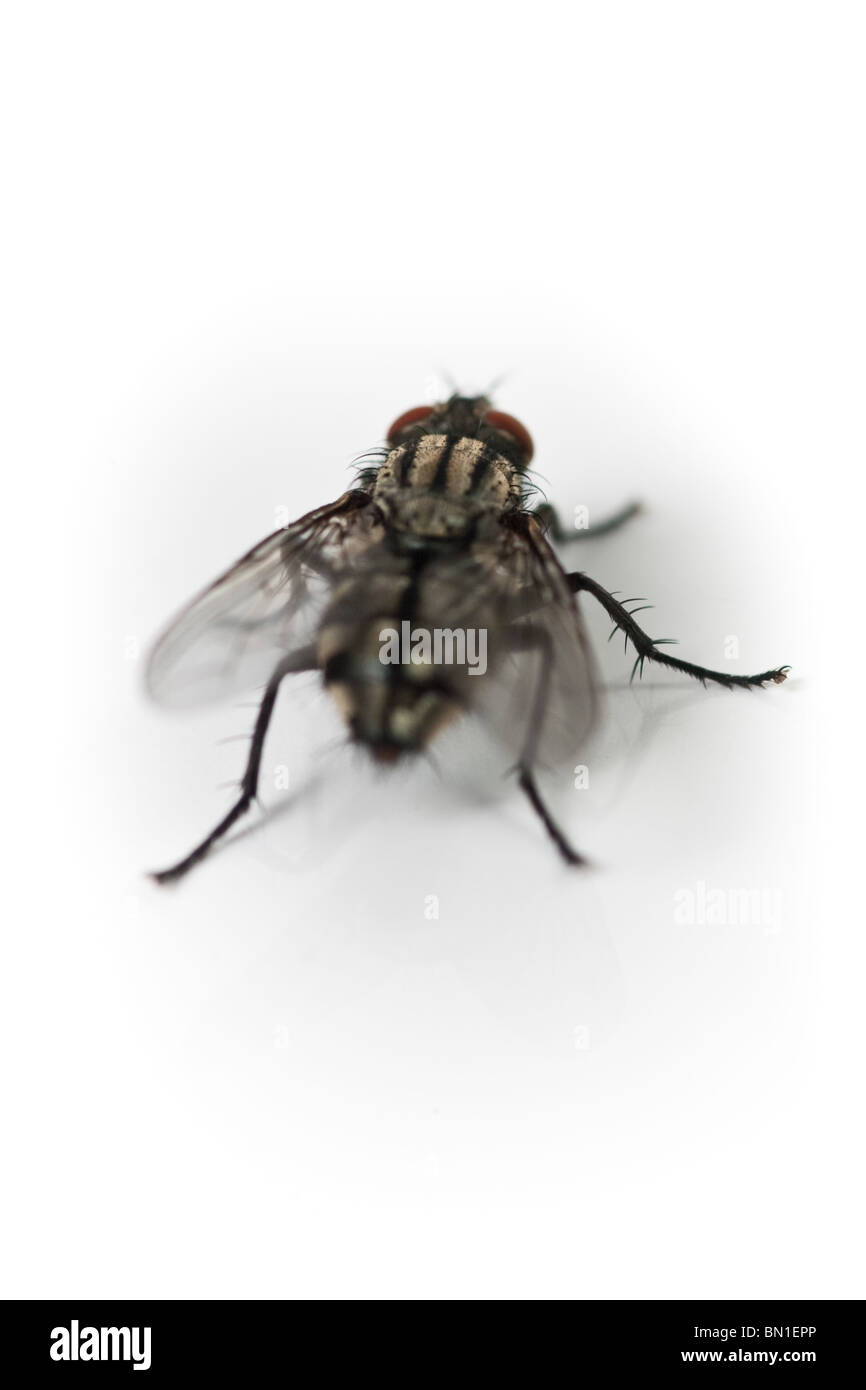 Common House Fly
