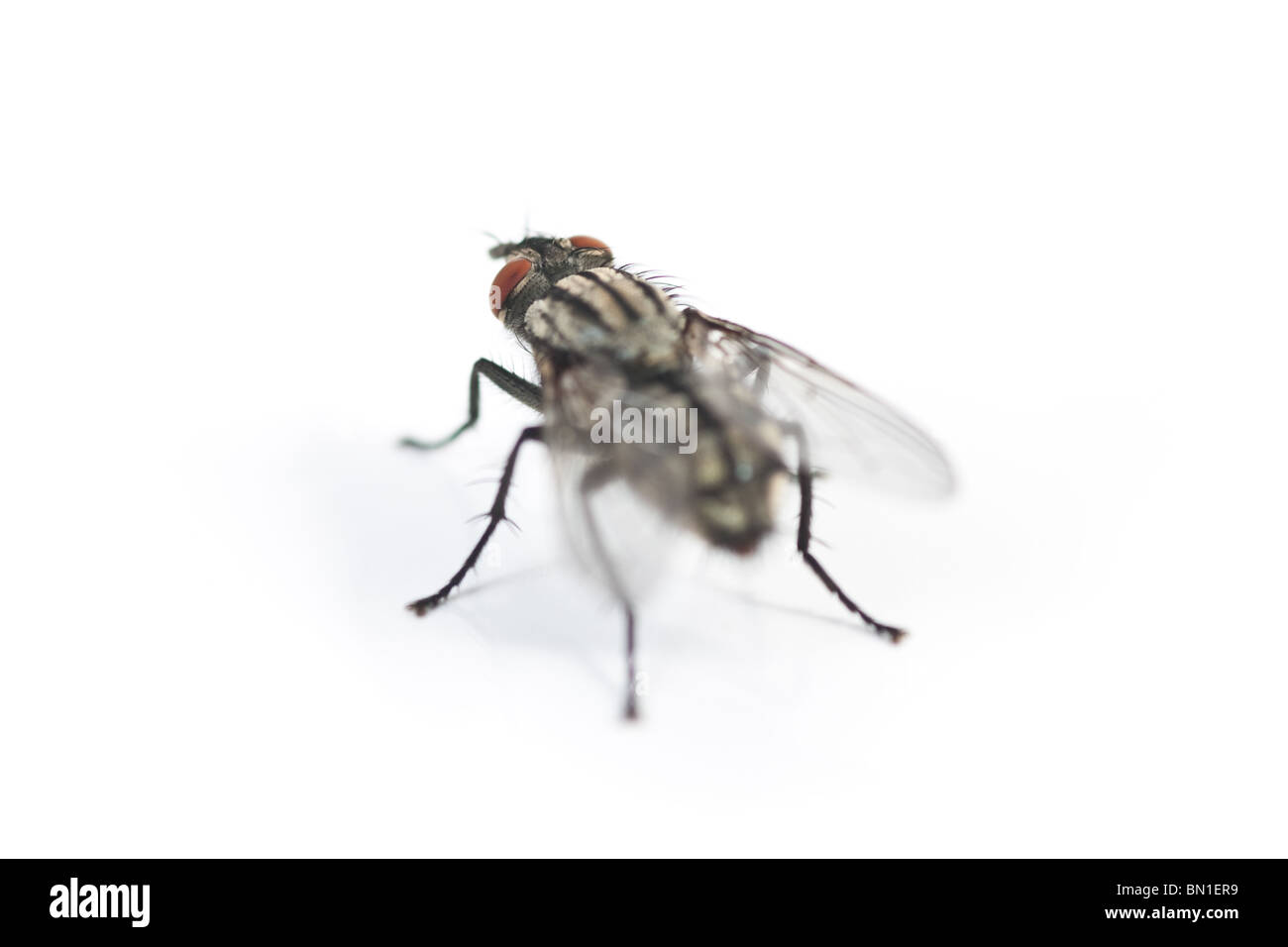 House Fly Cut Out Stock Images & Pictures - Alamy