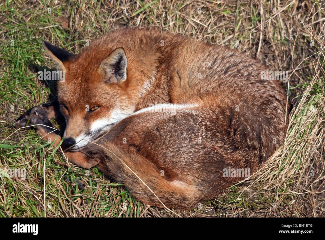 Sleepy Red Fox High Resolution Stock Photography and Images - Alamy