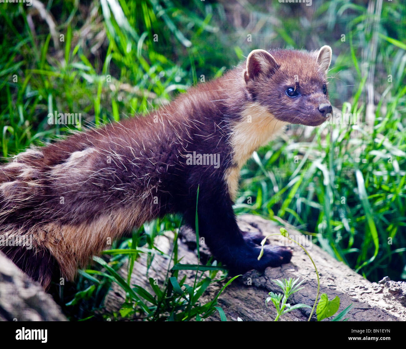Mustela martes hi-res stock photography and images - Alamy