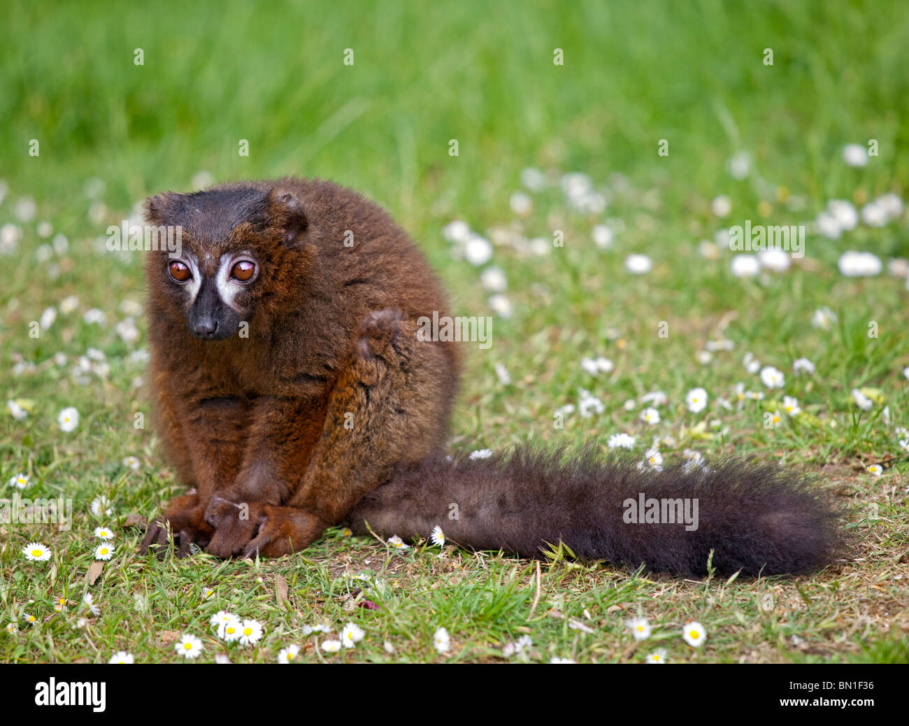 Red bellied lemur hi-res stock photography and images - Alamy