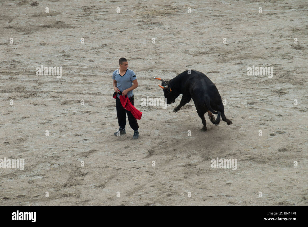Bullfighter bull during bullfight hi-res stock photography and images ...