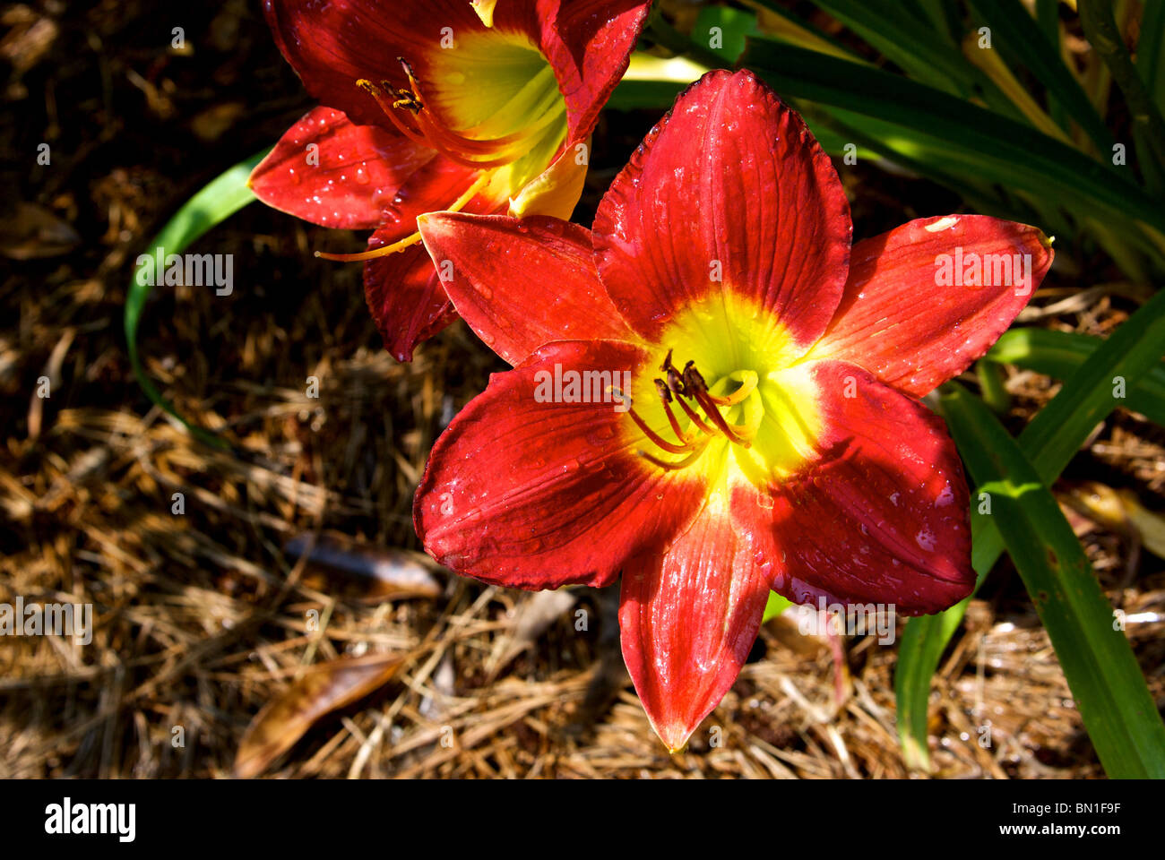 Western red lily hi-res stock photography and images - Alamy
