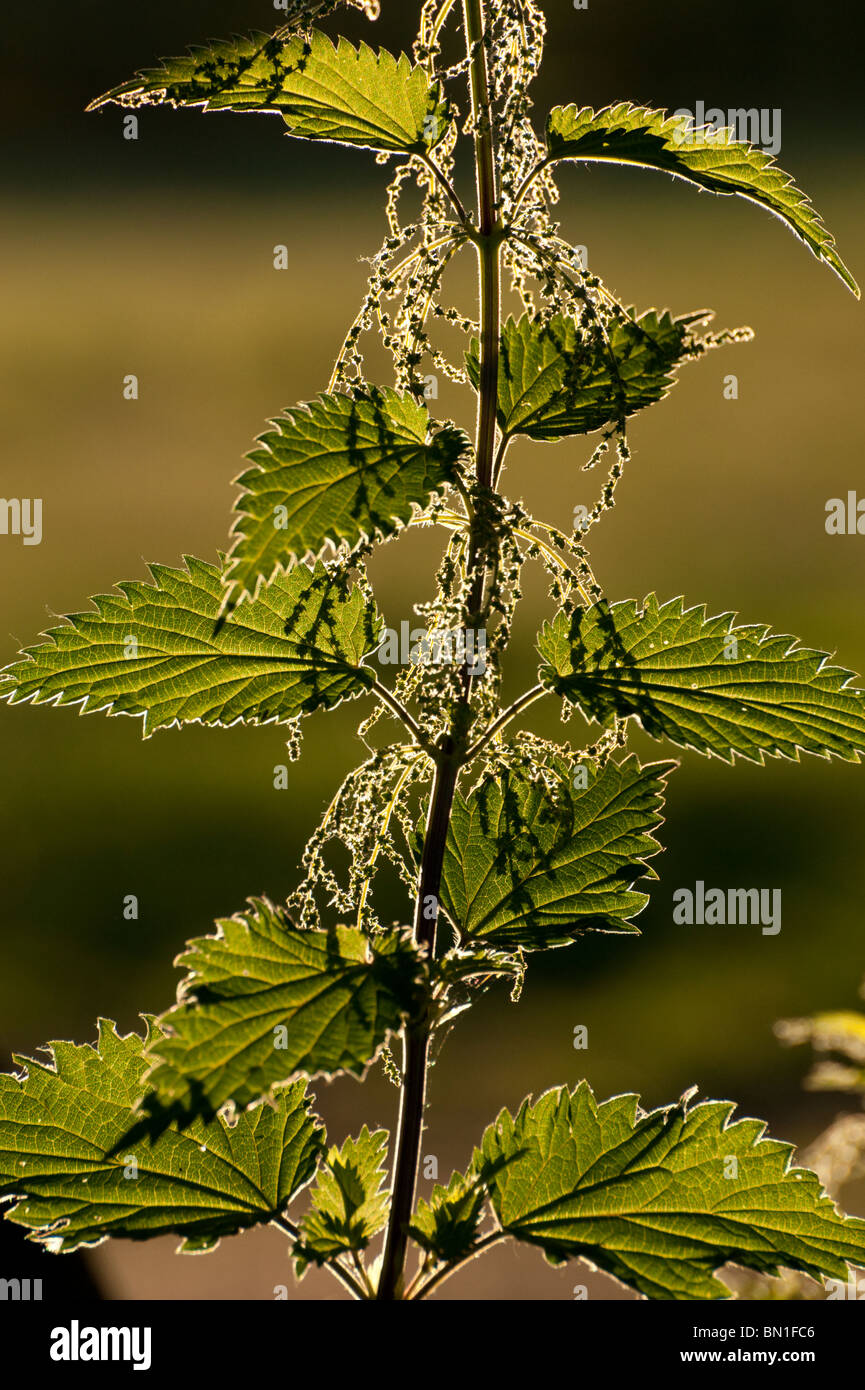 Stinging nettles (Urtica dioica) with flowers in June Stock Photo - Alamy