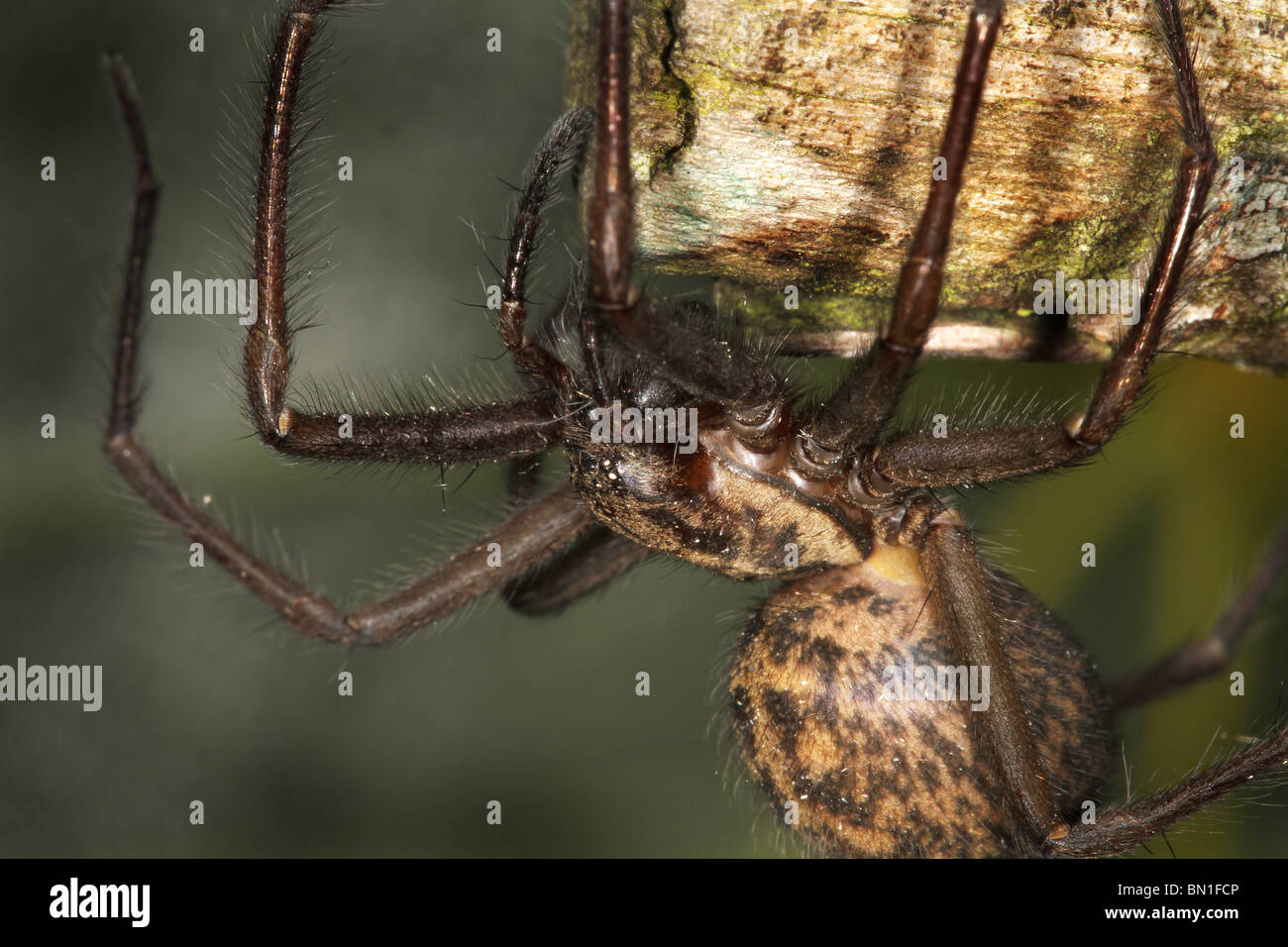 Common Garden or Cobweb spider Stock Photo - Alamy