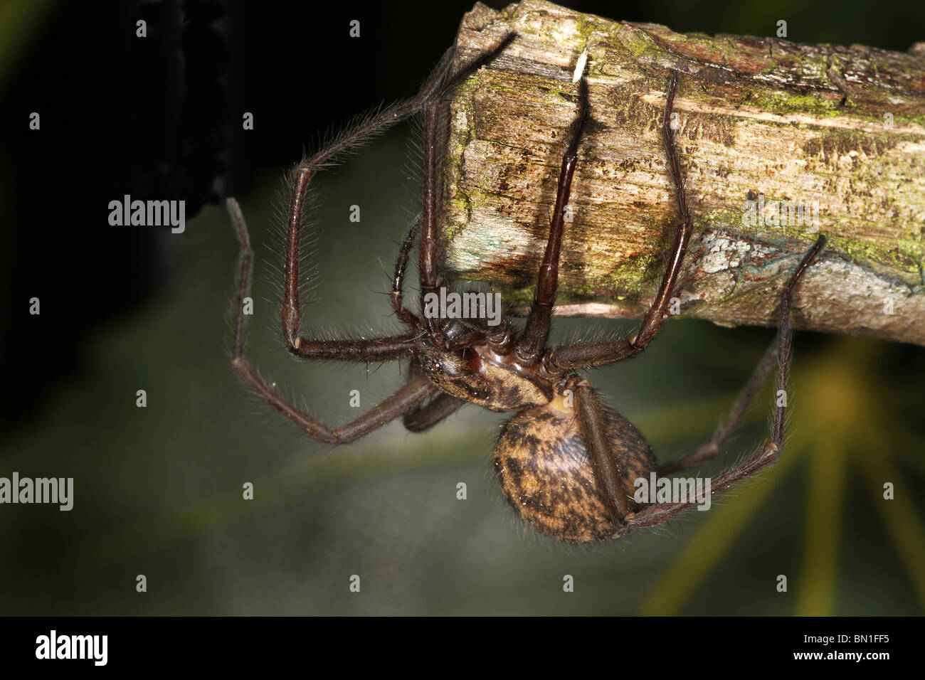 House spider common house spider hi-res stock photography and images ...
