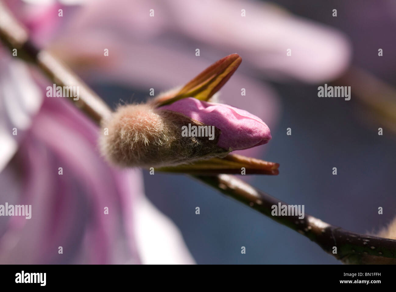 Emerging Magnolia flower Stock Photo - Alamy