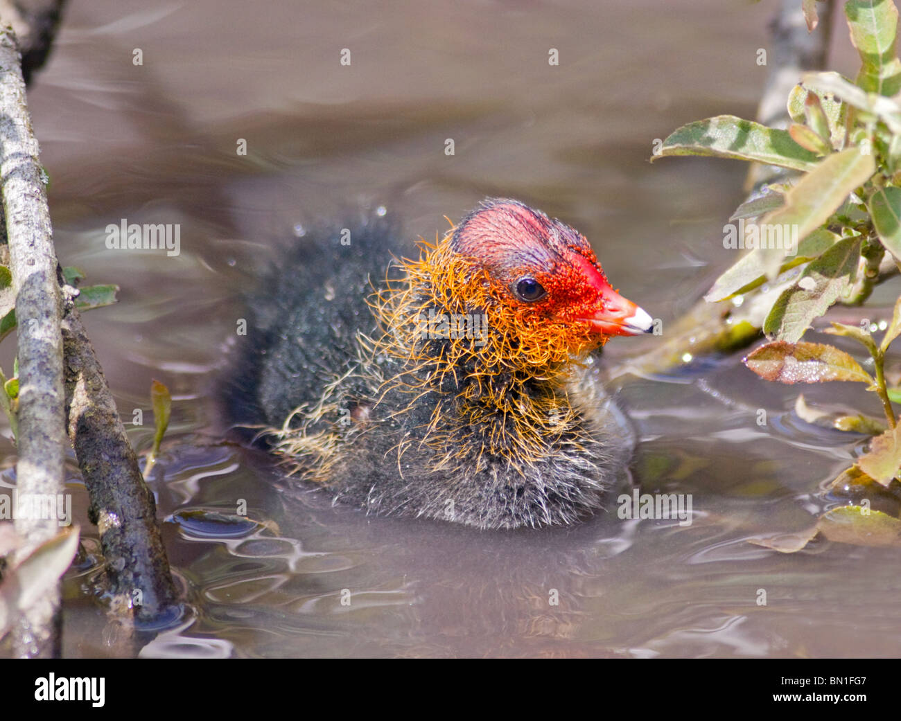 Juvenile coot uk hi-res stock photography and images - Alamy