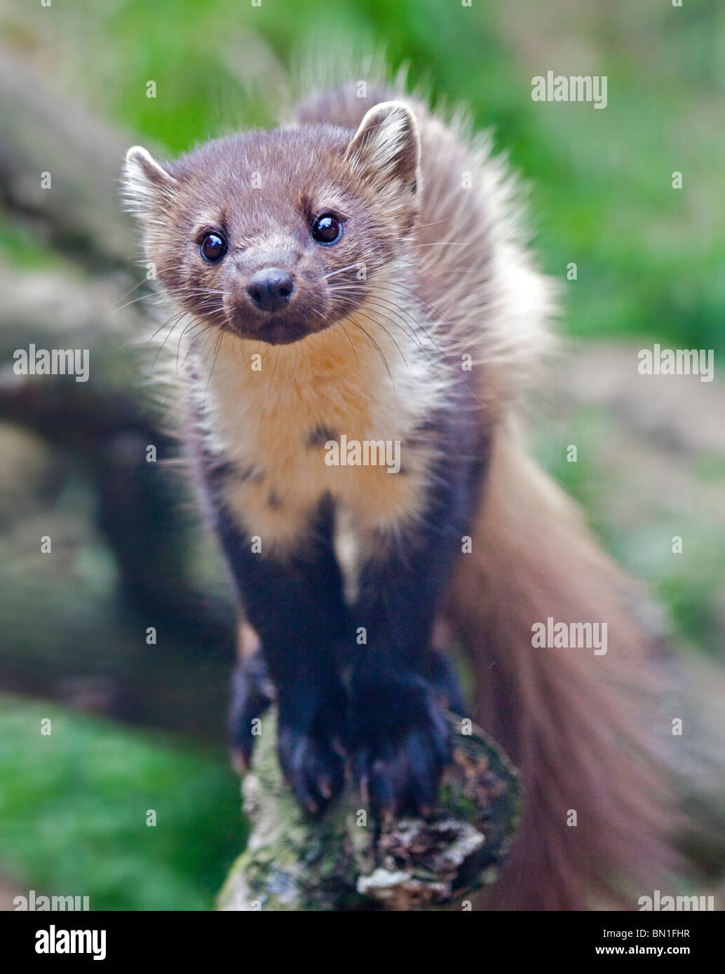 Martes martes hi-res stock photography and images - Alamy