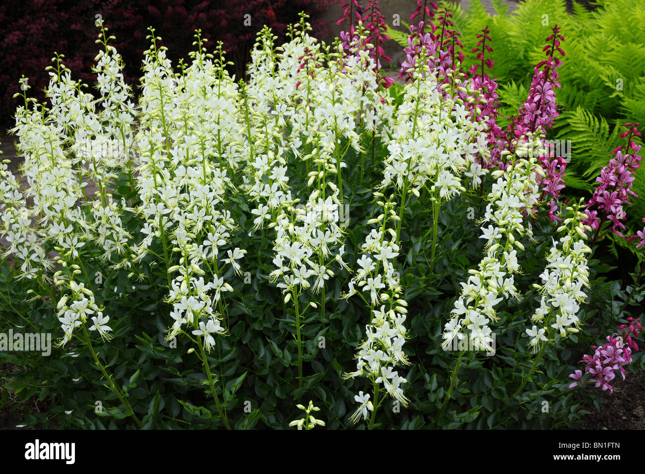 White diptam flowers blooming Dictamnus albus Stock Photo - Alamy