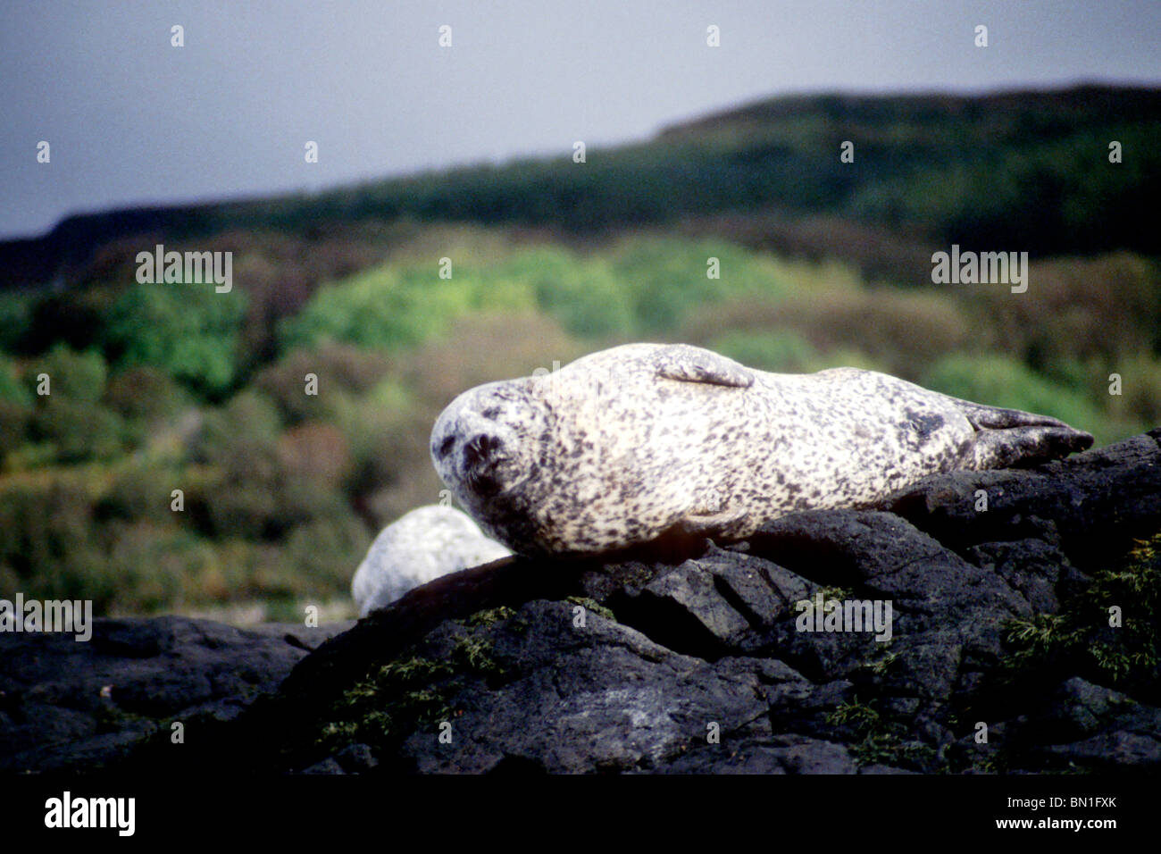 Seal, Scotland, Great Britain Stock Photo - Alamy