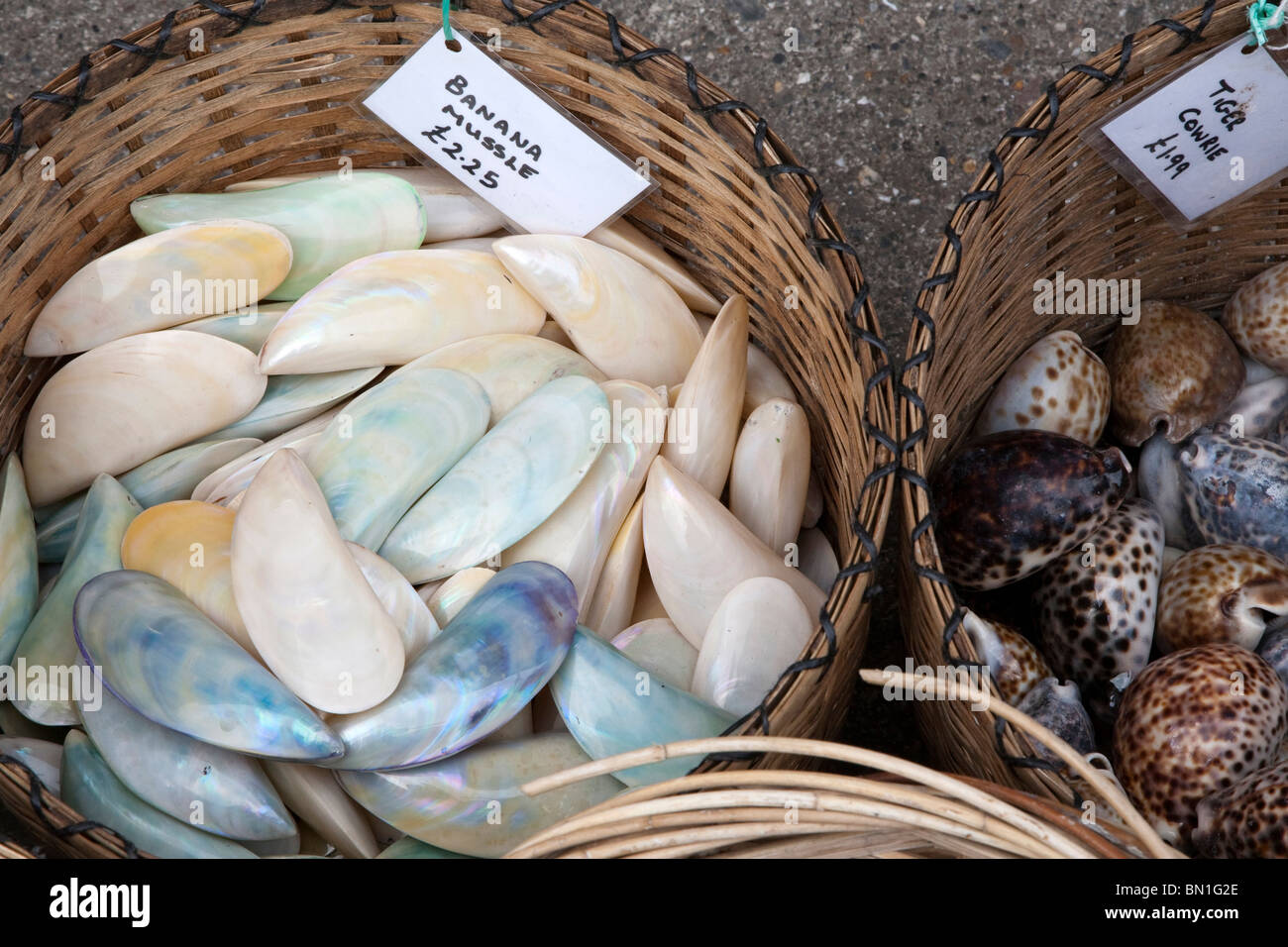 Shells, Lynmouth, North Devon, England, Great Britain Stock Photo - Alamy