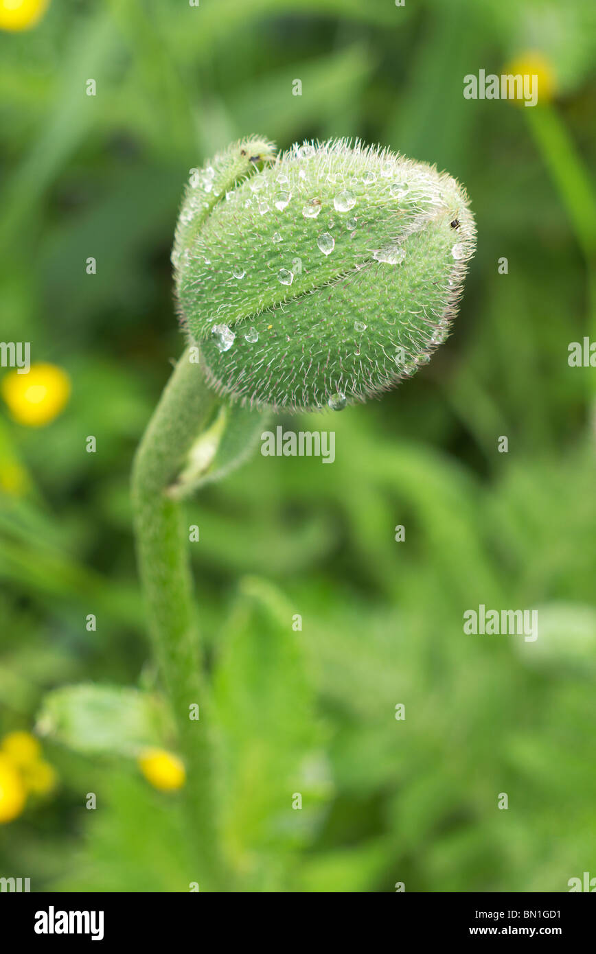 bud of a corn poppy with morning dew Stock Photo - Alamy