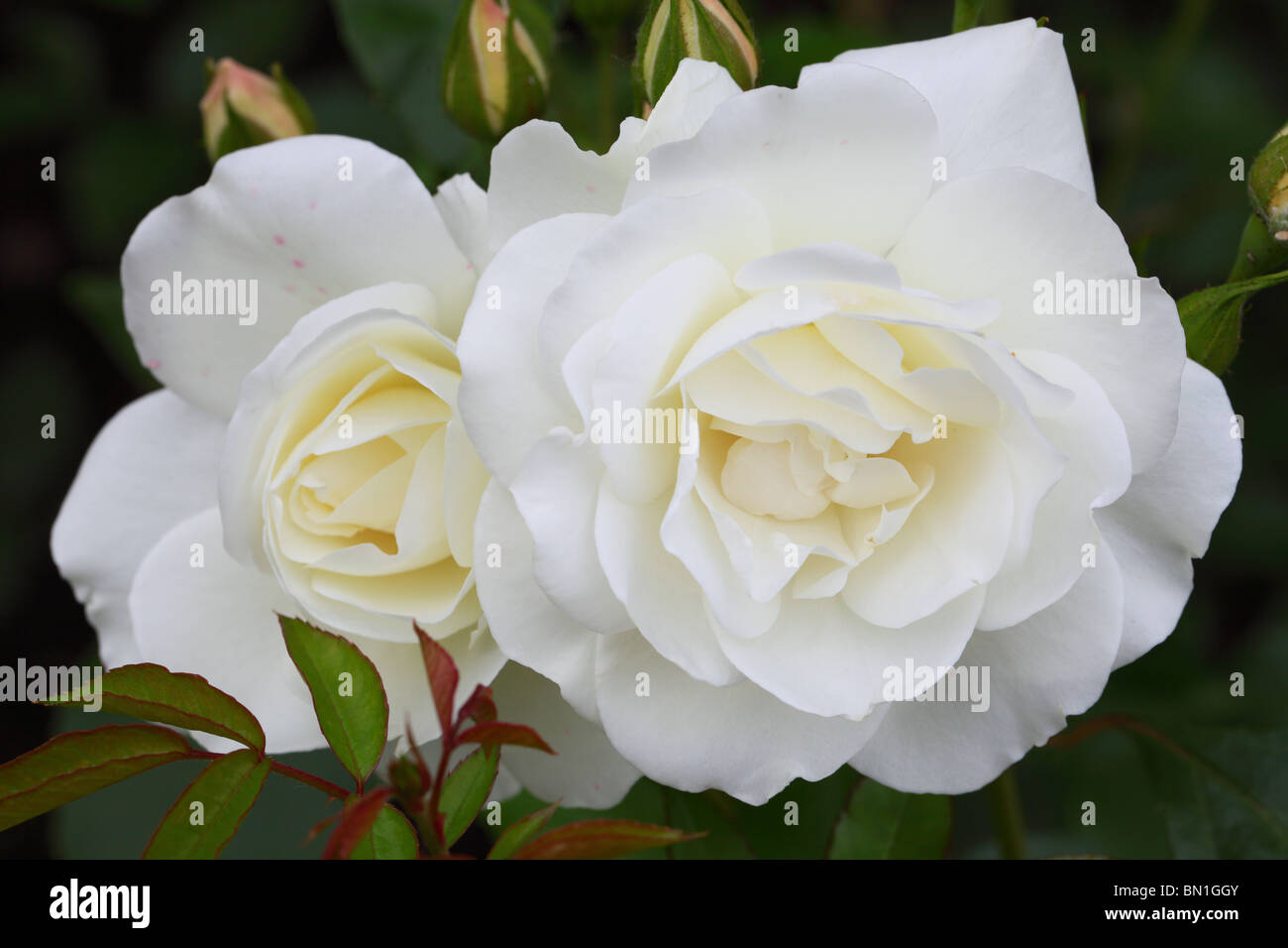 Two white roses close up Rosa Stock Photo - Alamy