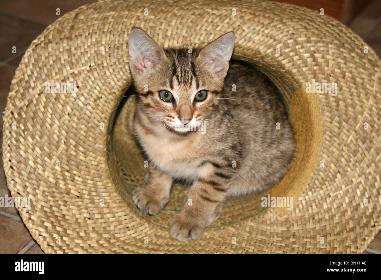 Tabby kitten in straw hi-res stock photography and images - Alamy
