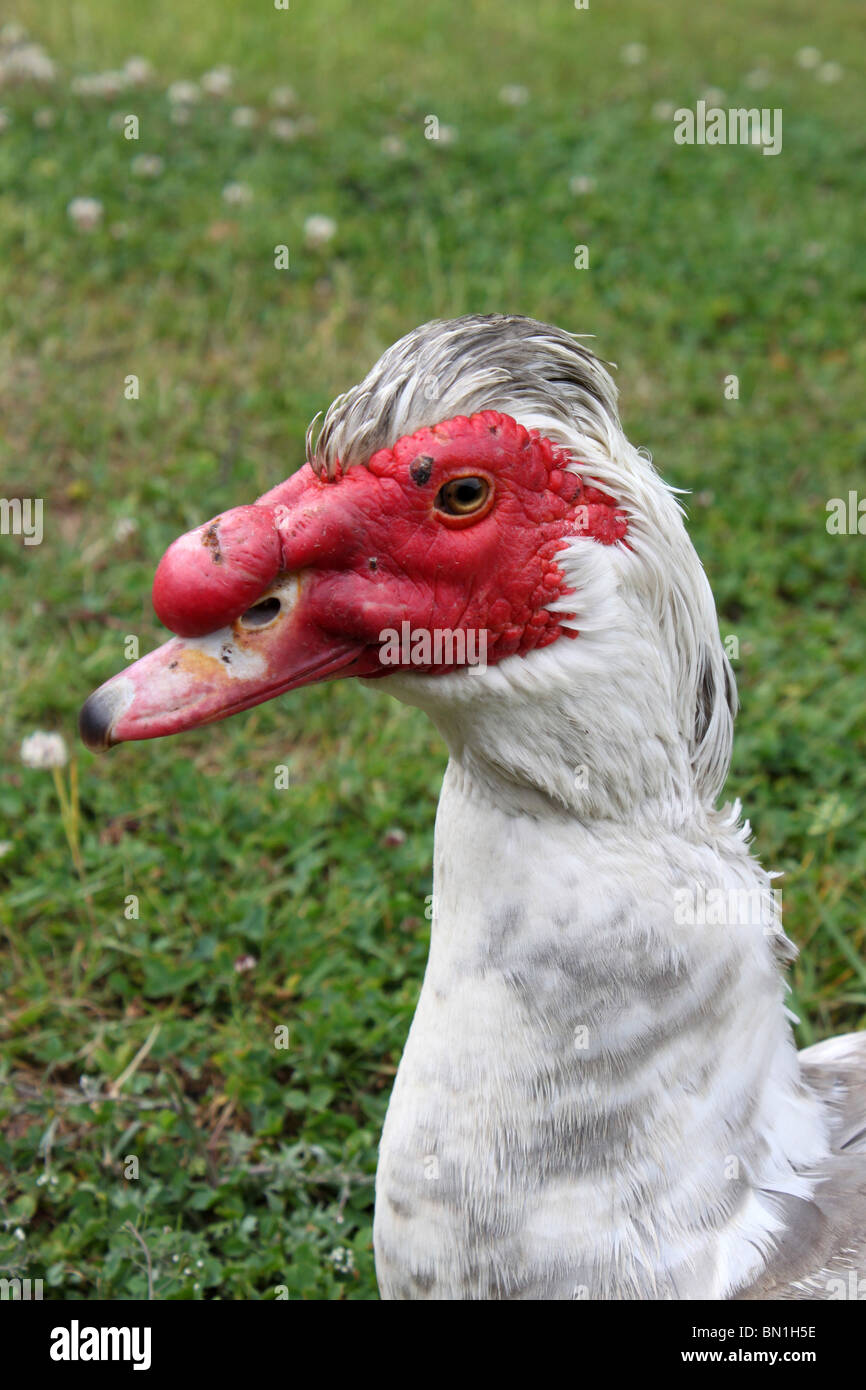 Old Duck High Resolution Stock Photography and Images - Alamy