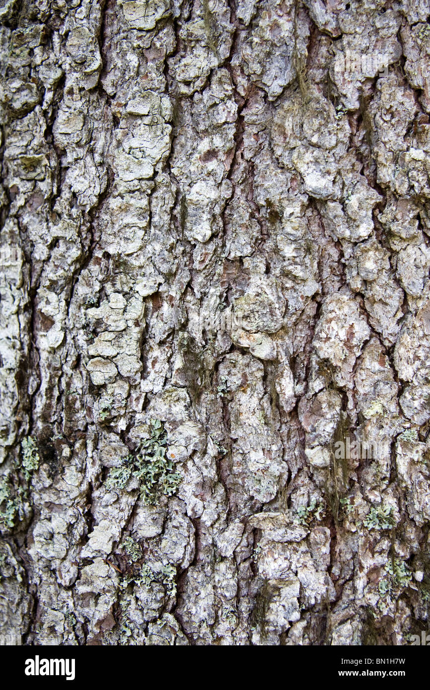 Nature tree bark texture background Stock Photo - Alamy