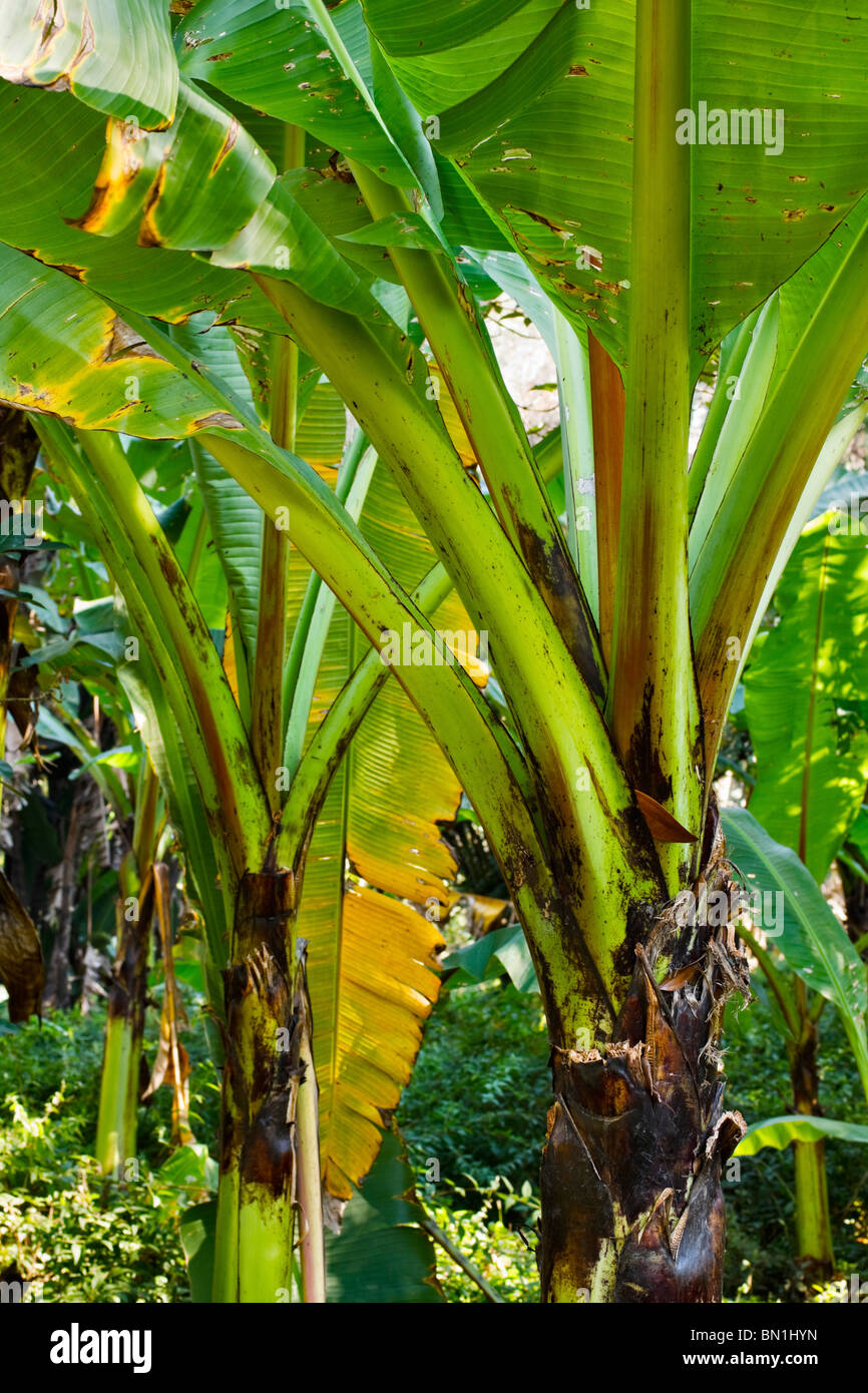 Banana Tree Africa Stock Photos & Banana Tree Africa Stock Images - Alamy