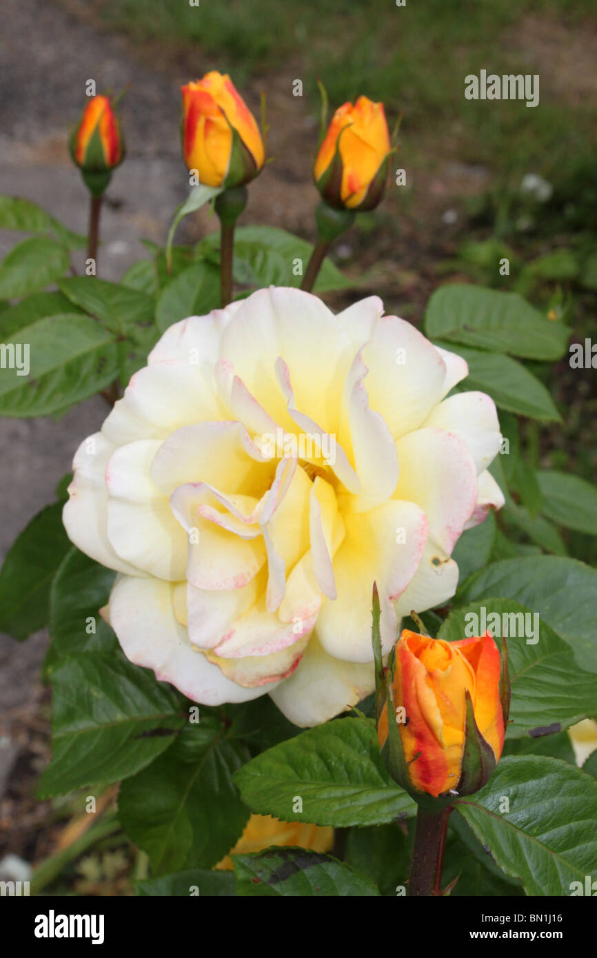 Peace rose hi-res stock photography and images - Alamy