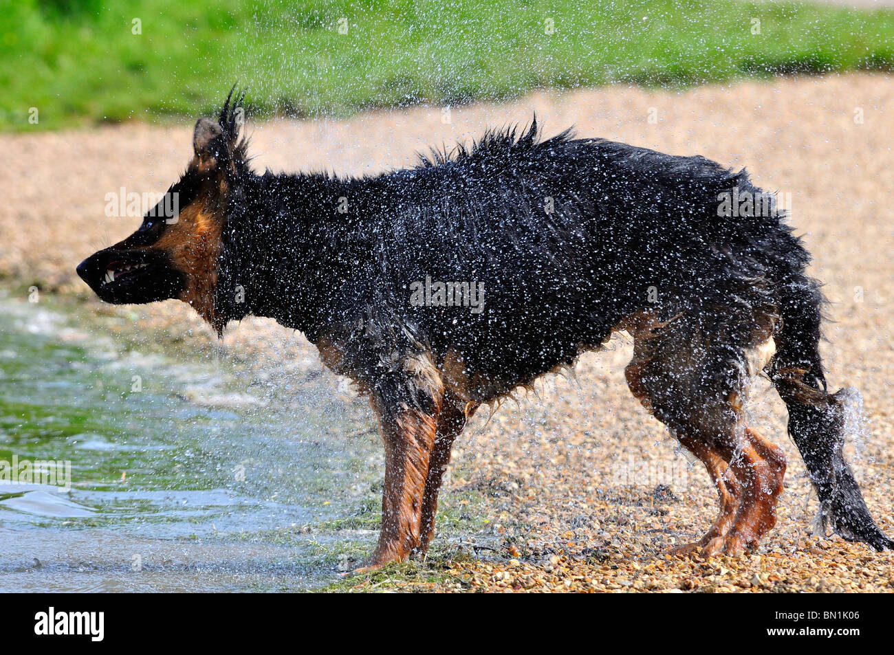 Shaking droplets dog hi-res stock photography and images - Alamy