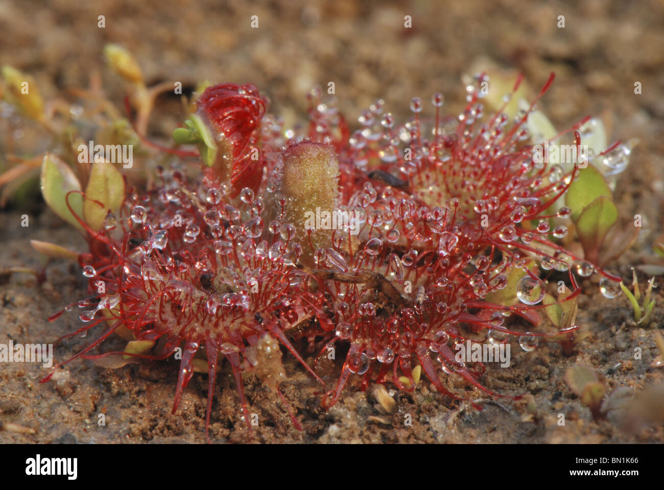 Red sundew, (Drosera burmannii) with dew drops on glandular hair Stock ...
