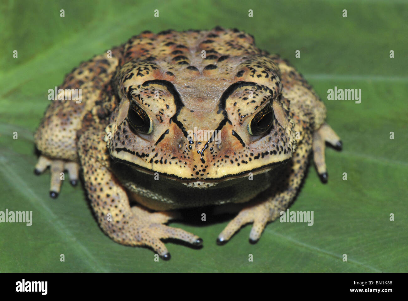 common toad (Duttaphrynus melanostictus) on a leaf Stock Photo - Alamy