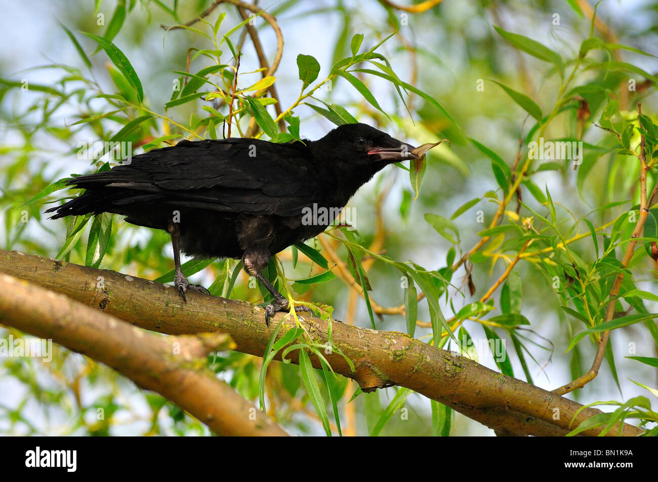 Juvenile Crow perched in willow tree Stock Photo - Alamy